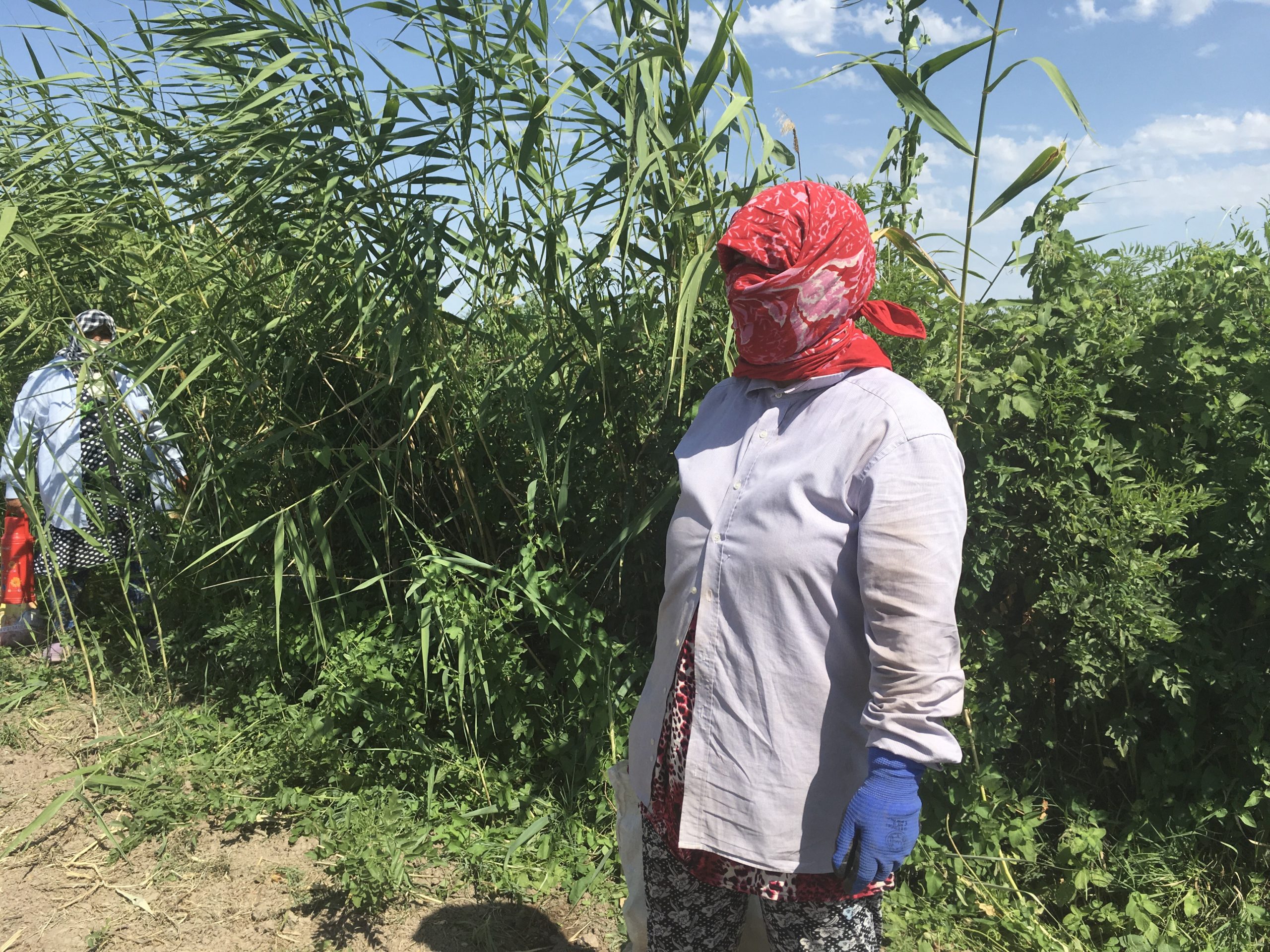 Cotton workers didn’t know they were standing in poison - MEYDAN.TV